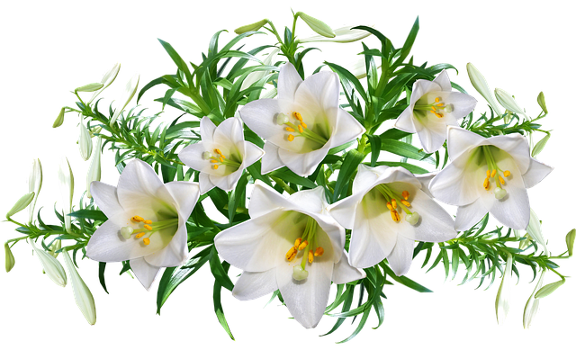 Lilies Flowers Fragrant - Free photo on Pixabay