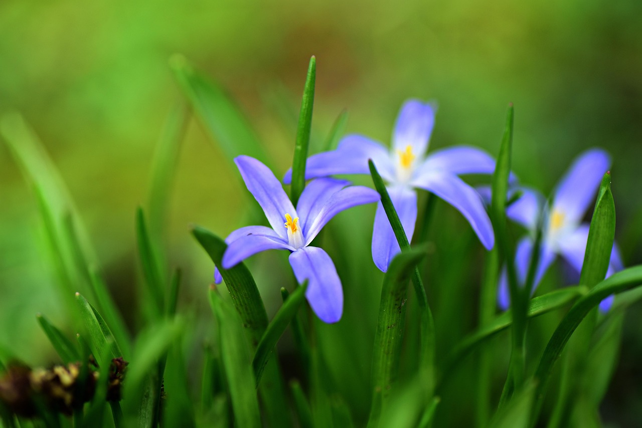 400,000+ Free March Flower & March Images - Pixabay