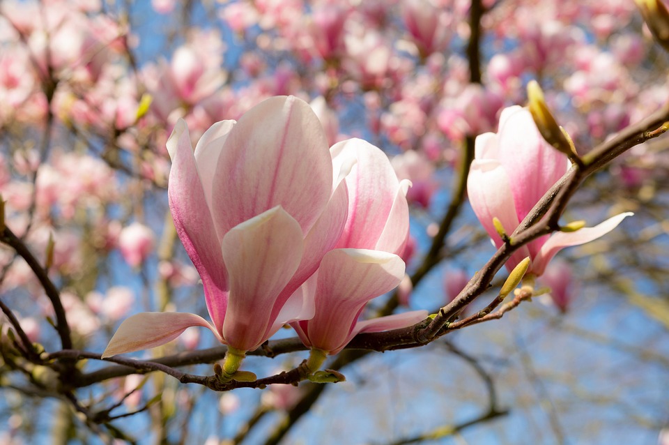 Magnolia Bloem Lente Prachtige Magnolia Bloem Stockillustratie Door