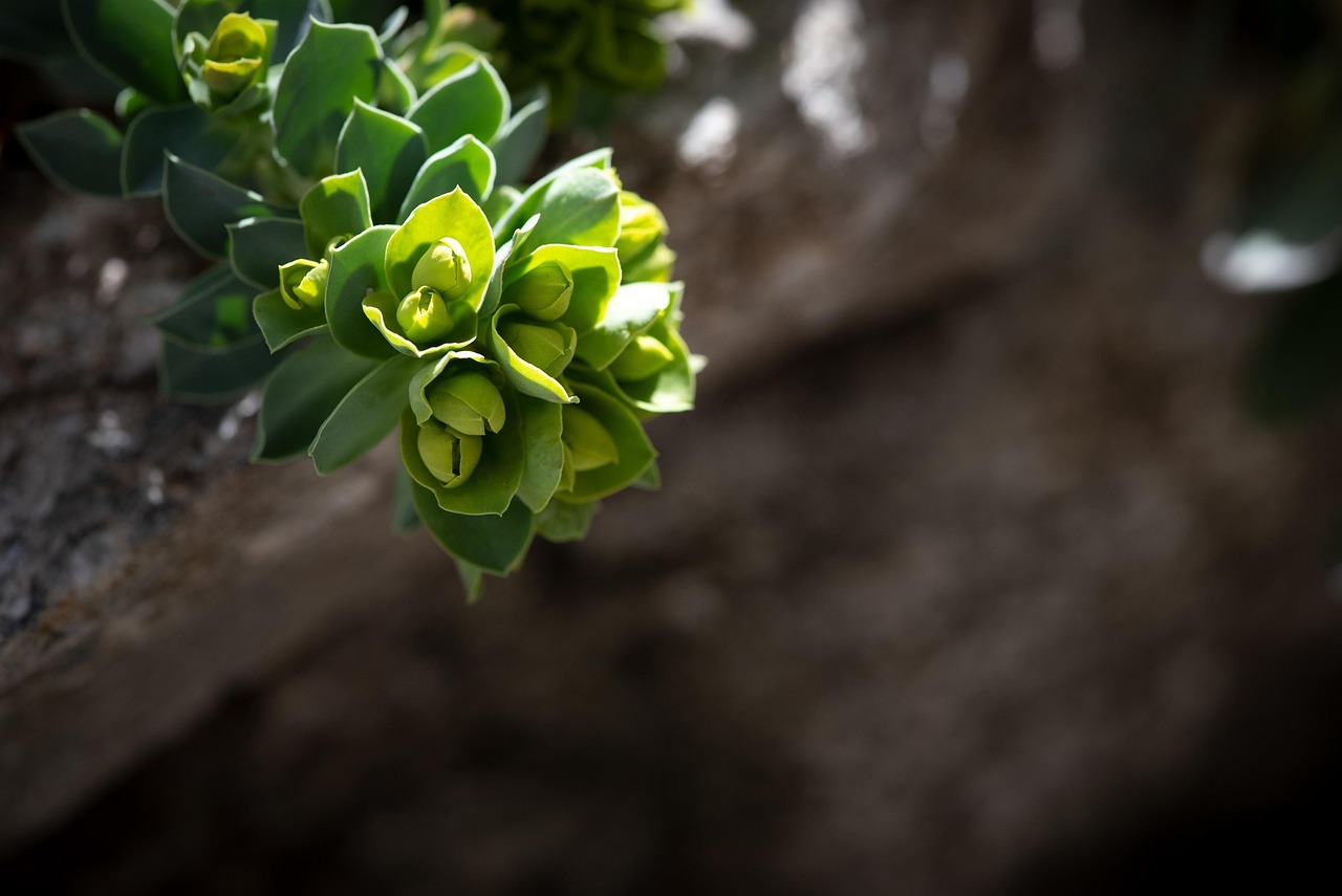 Plante Vert Jardin La - Photo gratuite sur Pixabay - Pixabay