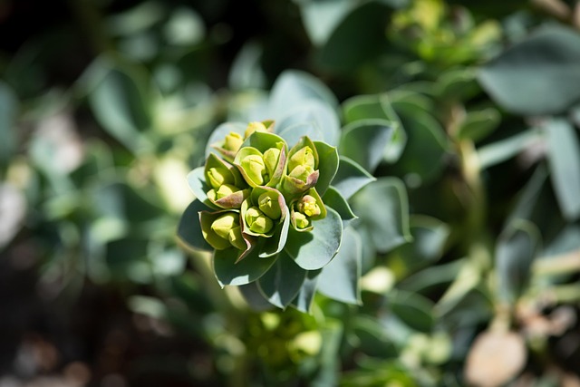 Plante Vert Jardin Dans Le - Photo gratuite sur Pixabay - Pixabay
