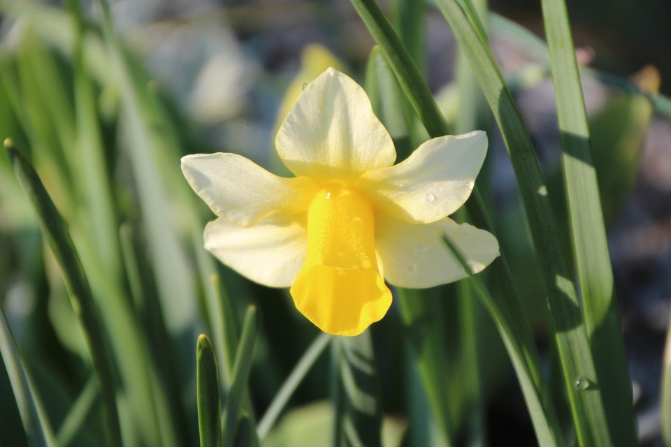Narcisse Floraison Printemps - Photo gratuite sur Pixabay - Pixabay