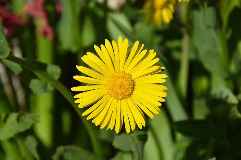 Flower Yellow Petals - Free photo on Pixabay