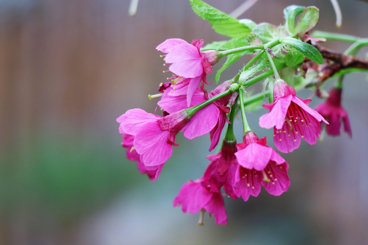 100+ Free Japanese Sakura Background & Sakura Images - Pixabay