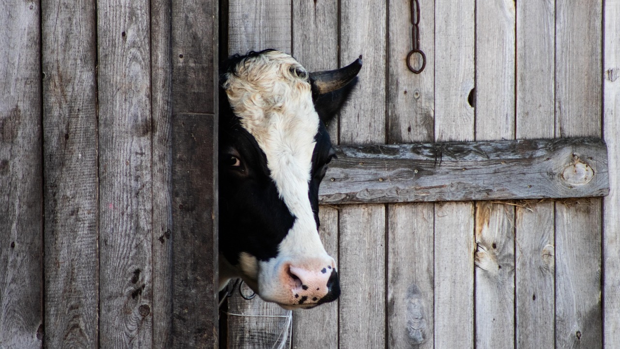 Cow Animal Barn - Free photo on Pixabay