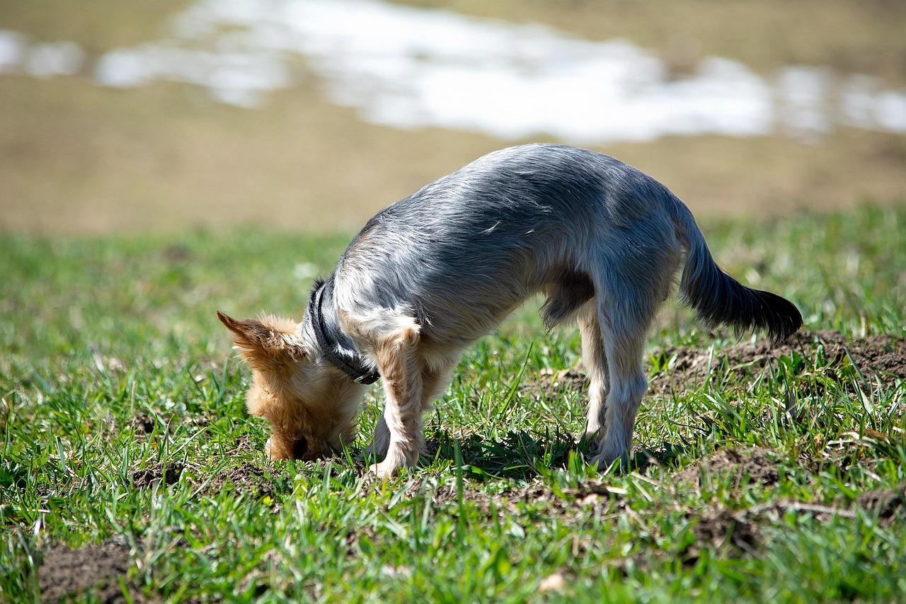 Dog Outdoors Sniffing To - Free photo on Pixabay - Pixabay