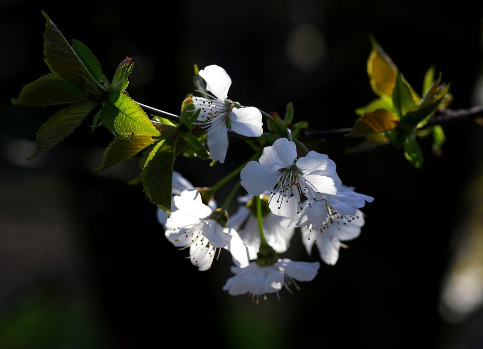 Flora Weiß Zweig - Kostenloses Foto auf Pixabay - Pixabay