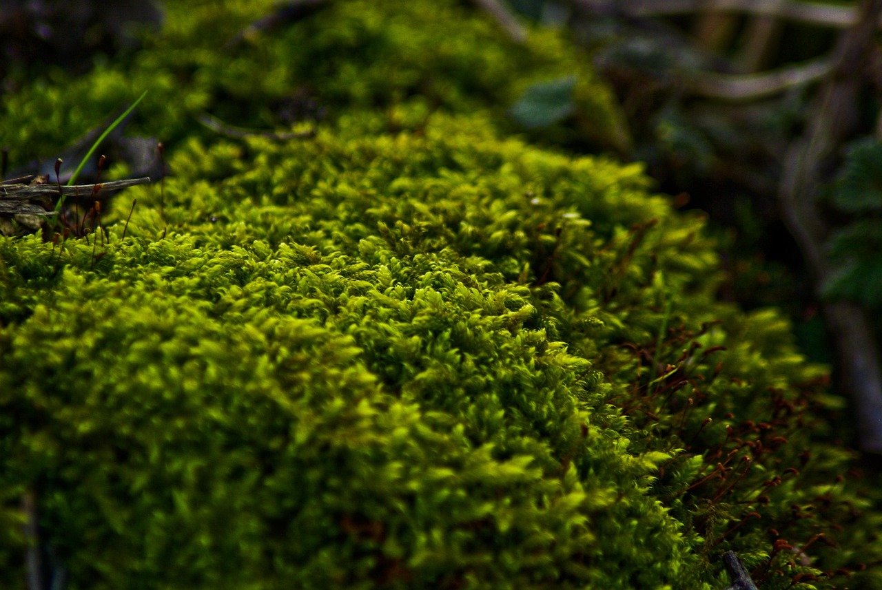 Mousse Arbre Forêt - Photo gratuite sur Pixabay - Pixabay