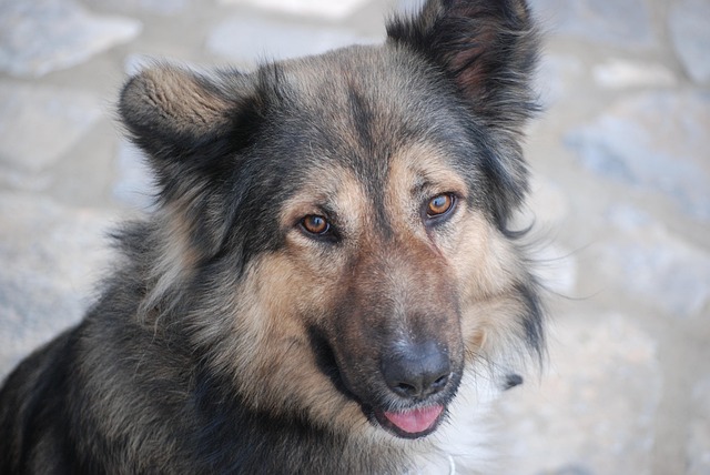 Hund Pet Tier - Kostenloses Foto auf Pixabay - Pixabay