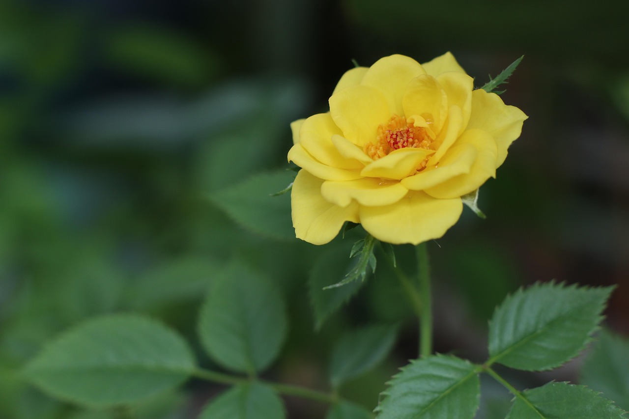 Yellow Flower Rose Leave - Free photo on Pixabay