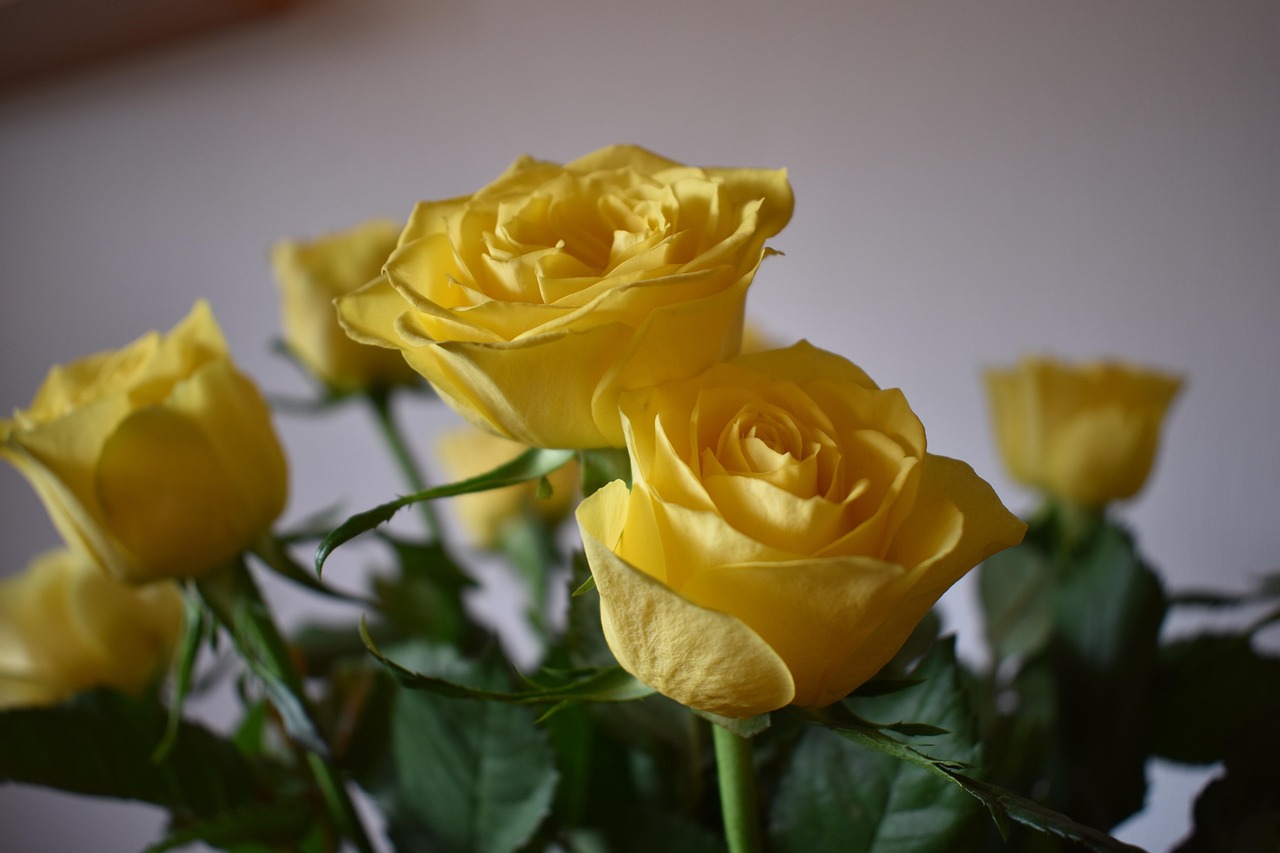 Rosa Flor Planta Noble - Foto gratis en Pixabay - Pixabay