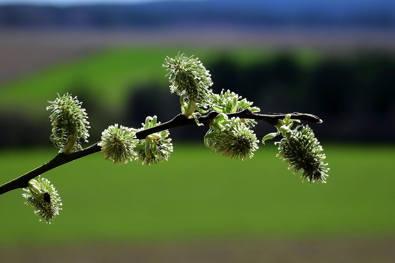 400,000+ Free Flower Base & Flower Images - Pixabay