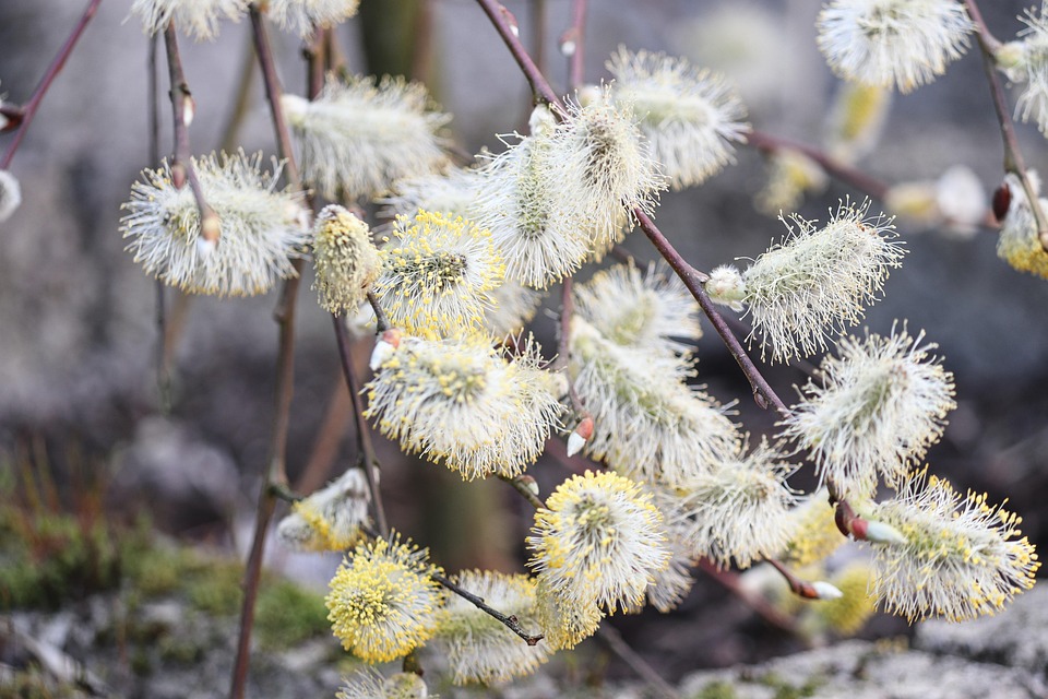 Willow Catkin Blossomed - Free photo on Pixabay - Pixabay