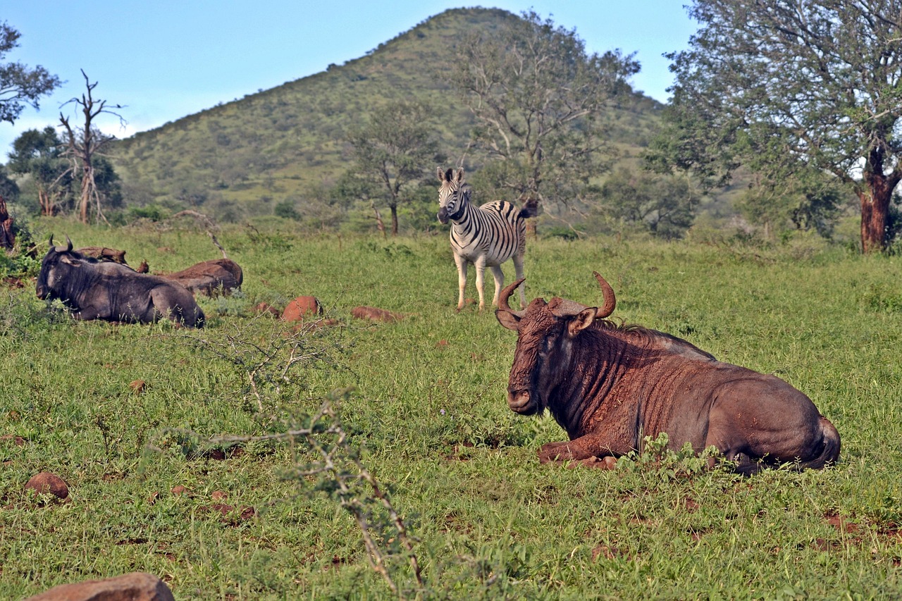 South African Wildlife Umfolozi - Kostenloses Foto auf Pixabay - Pixabay