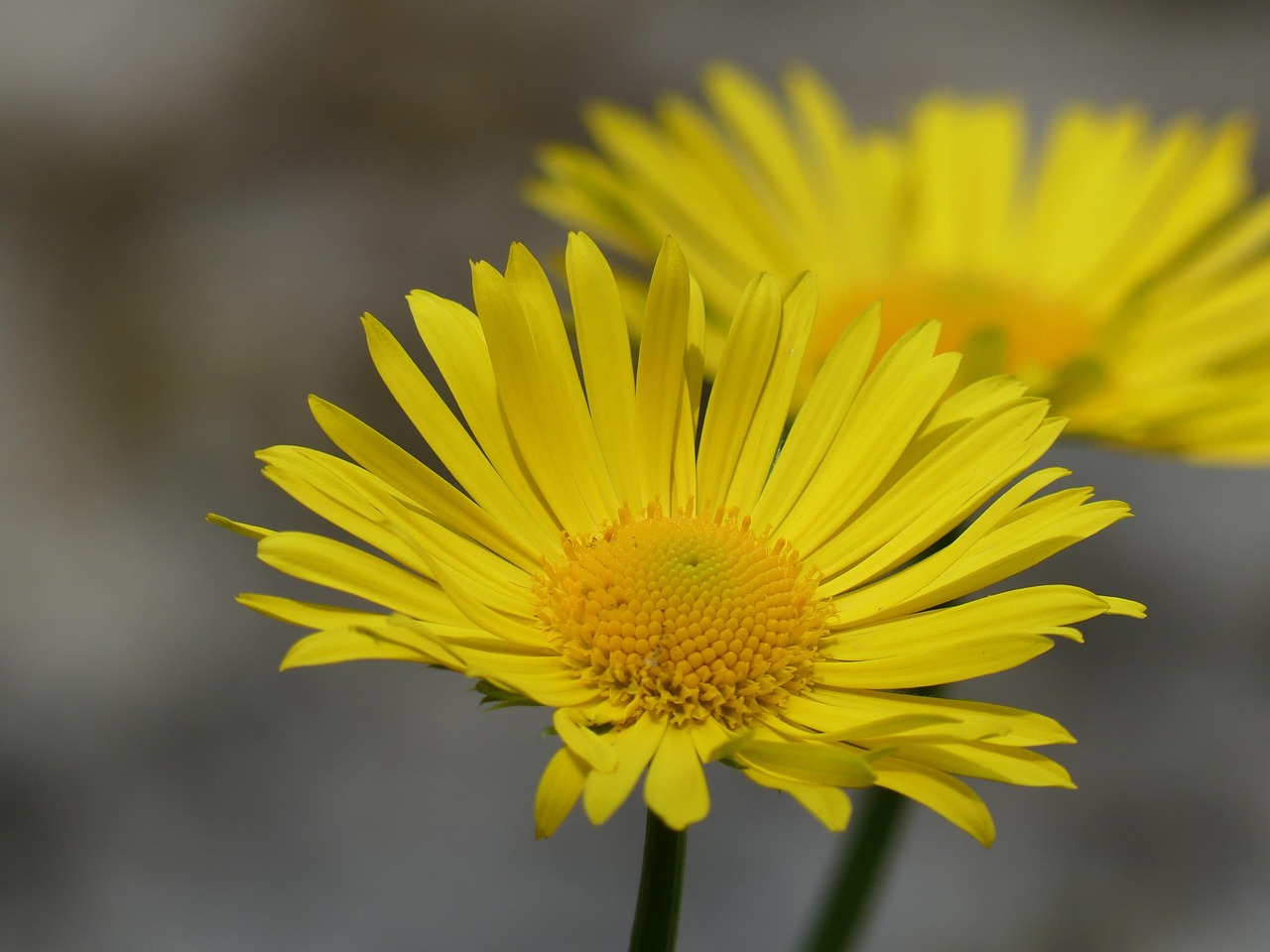 Fleur Margherita Jaune - Photo gratuite sur Pixabay - Pixabay