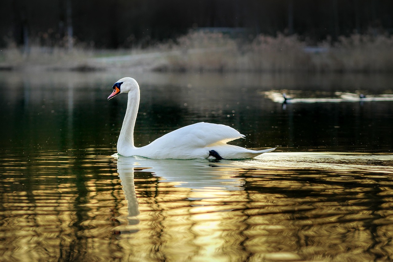 Schwan Vogel Tier - Kostenloses Foto auf Pixabay - Pixabay