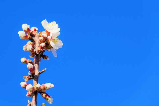 Bourgeons Fleurs Le Printemps - Photo gratuite sur Pixabay - Pixabay