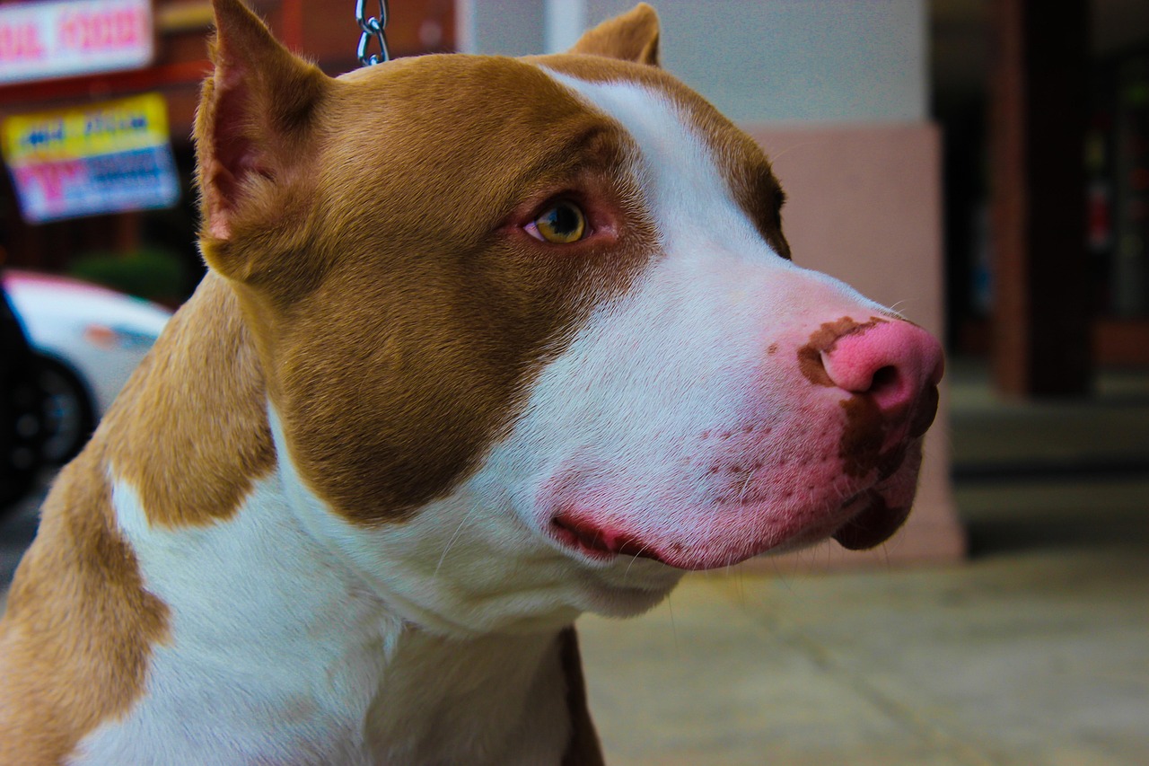 20,000+ Free Pitbull Dog & Pet Photos - Pixabay