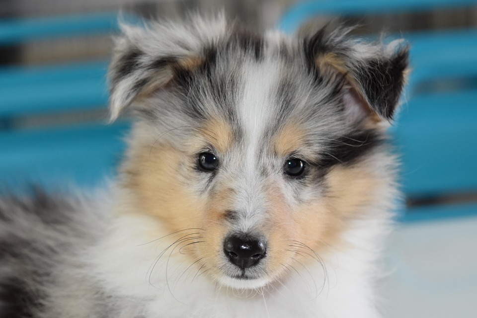 Dog Puppy Shetland Sheepdog - Free photo on Pixabay