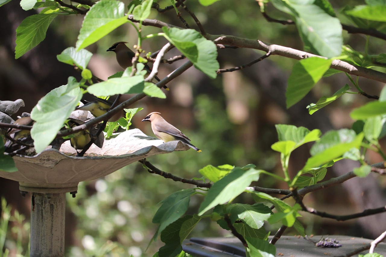 Pájaro Fauna Silvestre Cedro Cera - Foto gratis en Pixabay - Pixabay