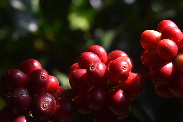 Coffee Fruits Red Grow - Free photo on Pixabay - Pixabay
