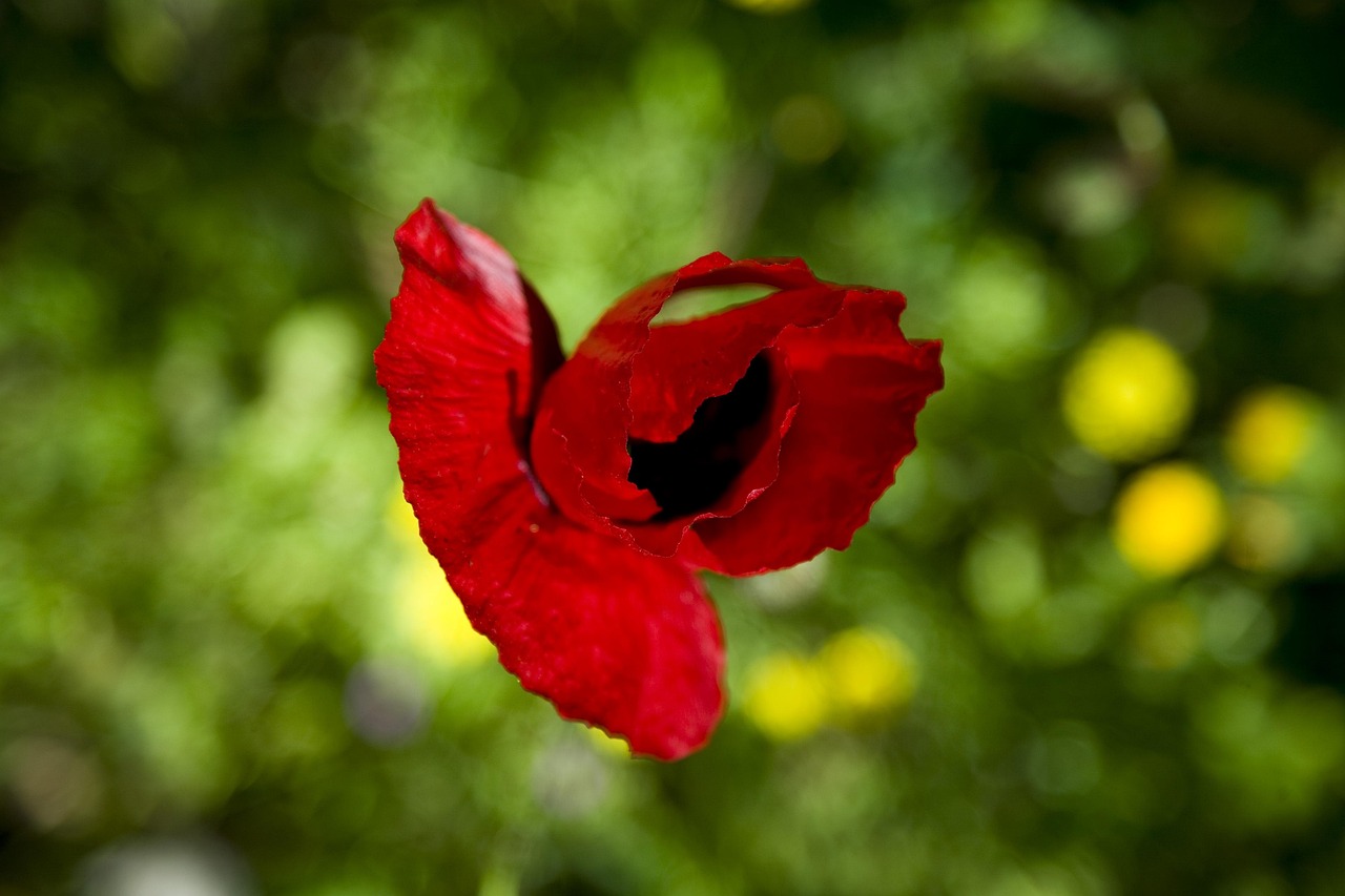 Papaver Rhoeas Fleur La Nature - Photo gratuite sur Pixabay - Pixabay