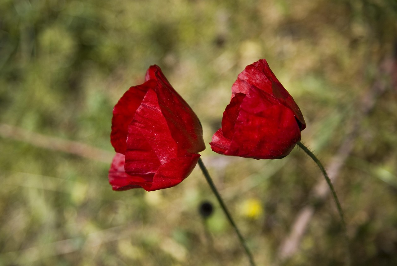 Flower Papaver Rhoeas Nature - Free photo on Pixabay - Pixabay
