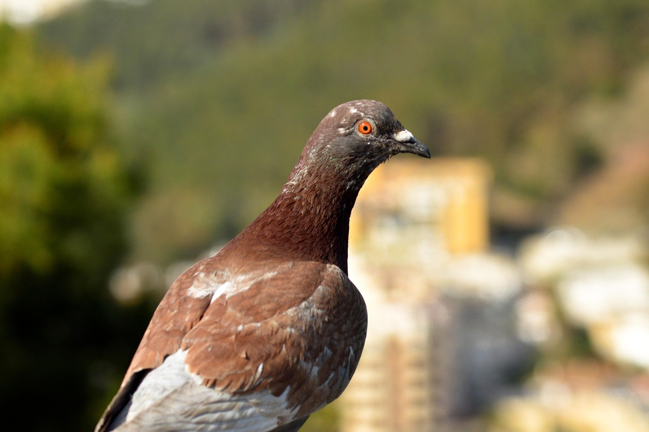 Pigeon Oiseau Animal - Photo gratuite sur Pixabay - Pixabay