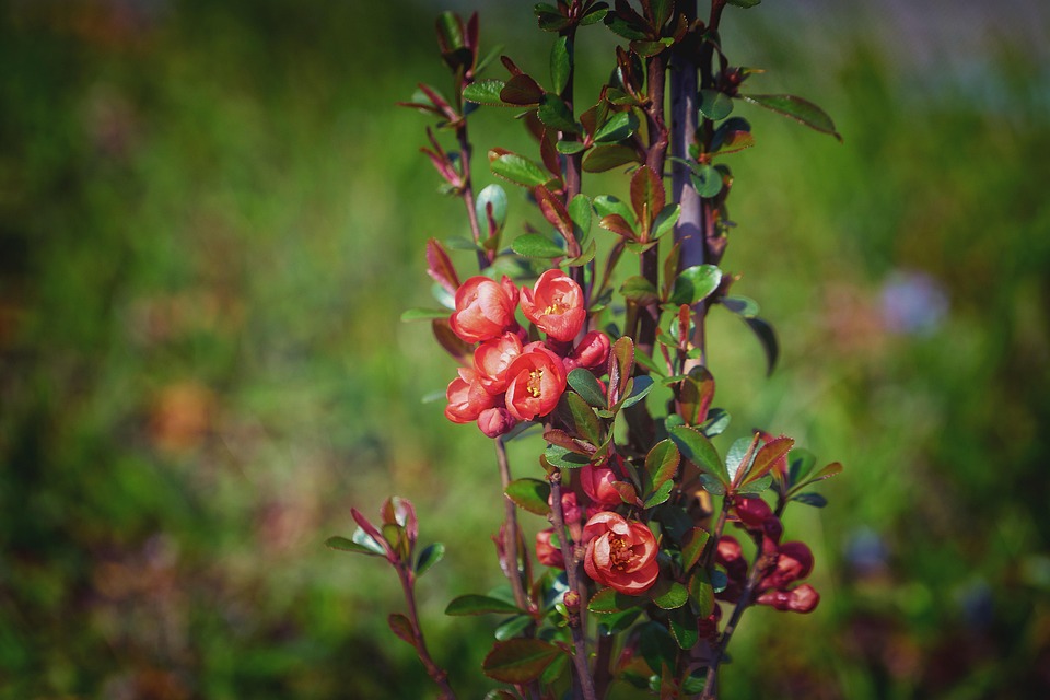 Pigwa Japońska Kwitnących Quince - Darmowe zdjęcie na Pixabay
