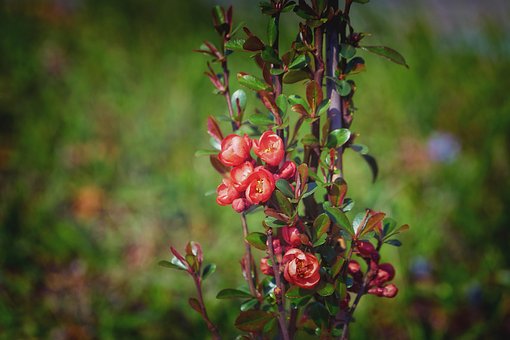 30+ Free Japanese Ornamental Quince & Ornamental Quince Photos - Pixabay