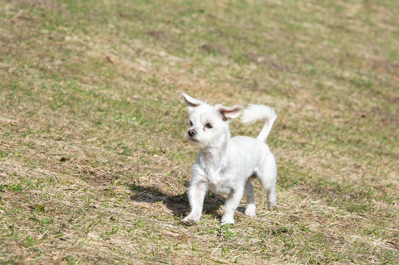 Hond Wit Weide - Gratis foto op Pixabay - Pixabay