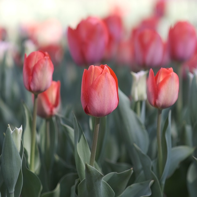 10,000+ Free Tulip & Tulip Images - Pixabay