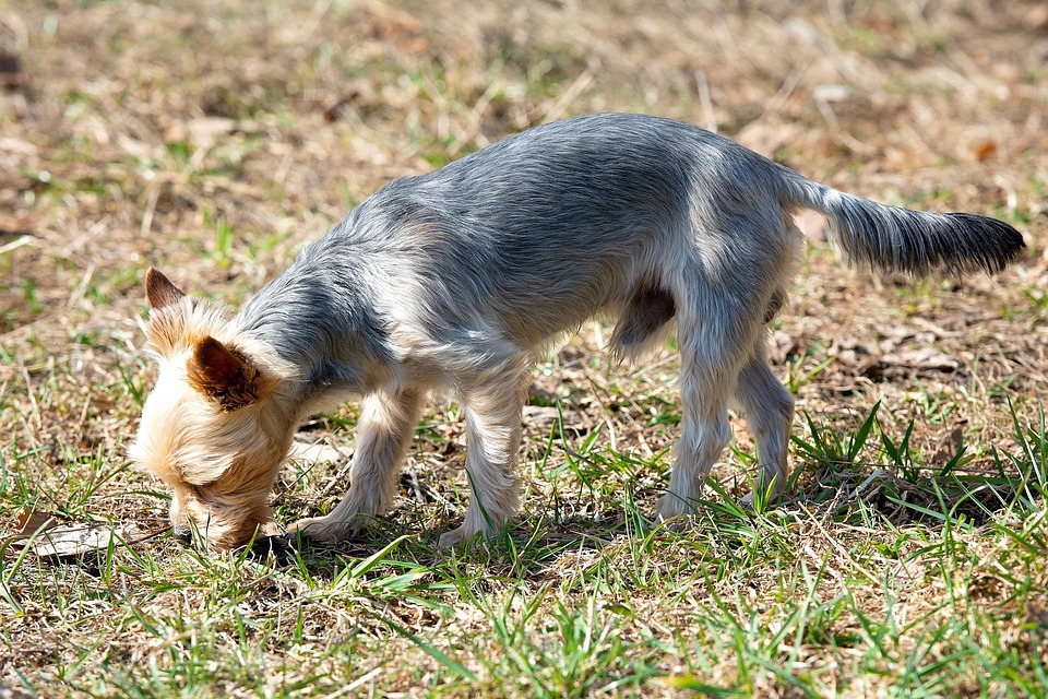 Dog Outdoors Sniffing To - Free photo on Pixabay - Pixabay