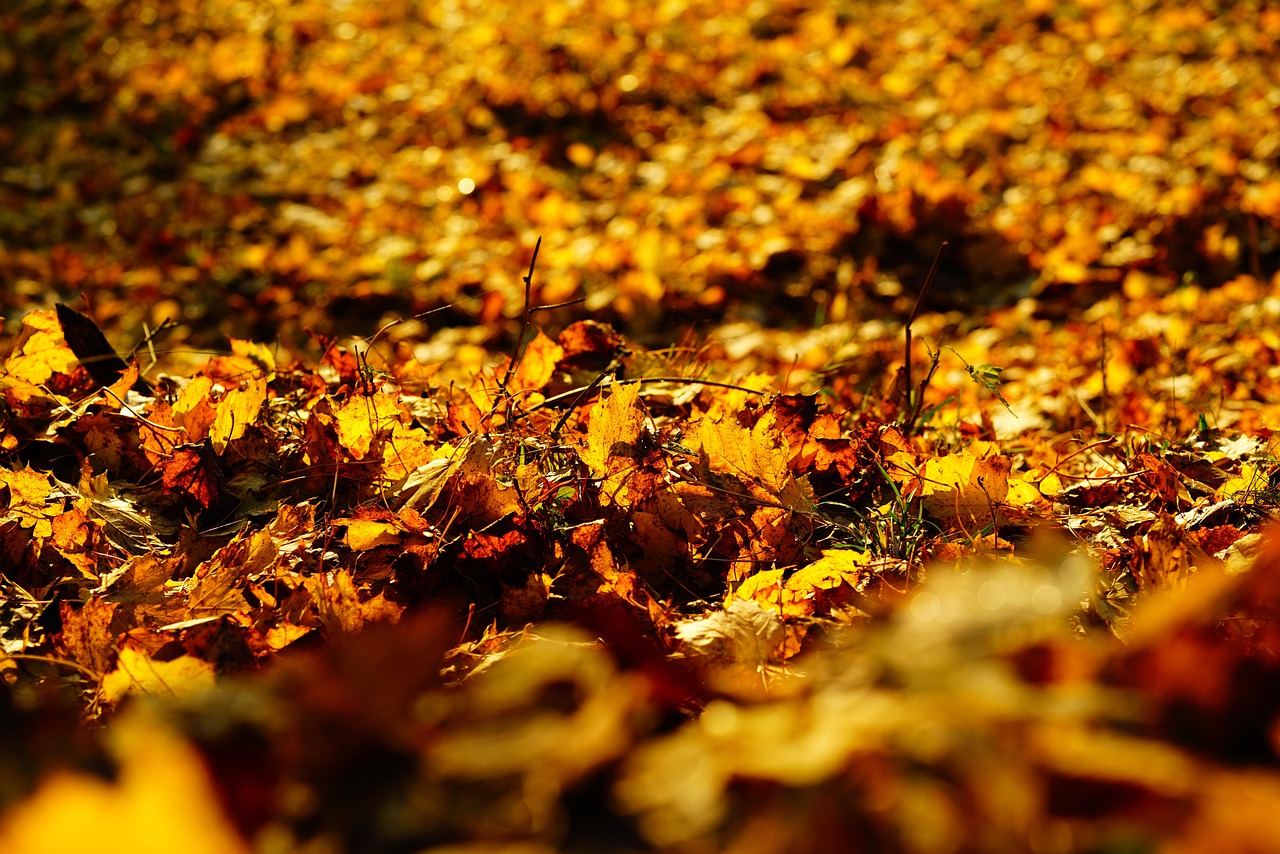 Feuilles D'Automne - Photo gratuite sur Pixabay - Pixabay