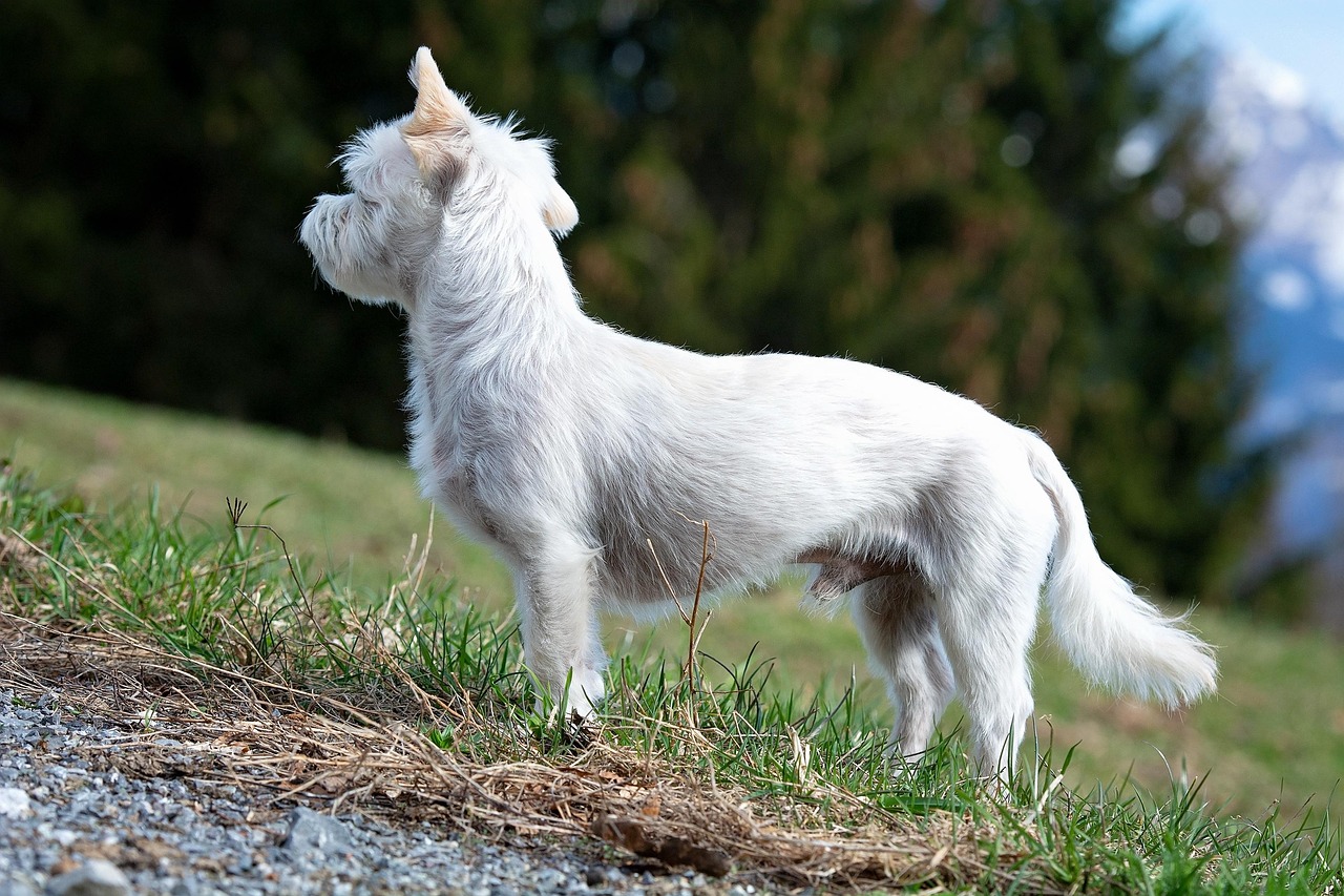 Köpek Beyaz Açık Havada - Pixabay'de ücretsiz fotoğraf - Pixabay