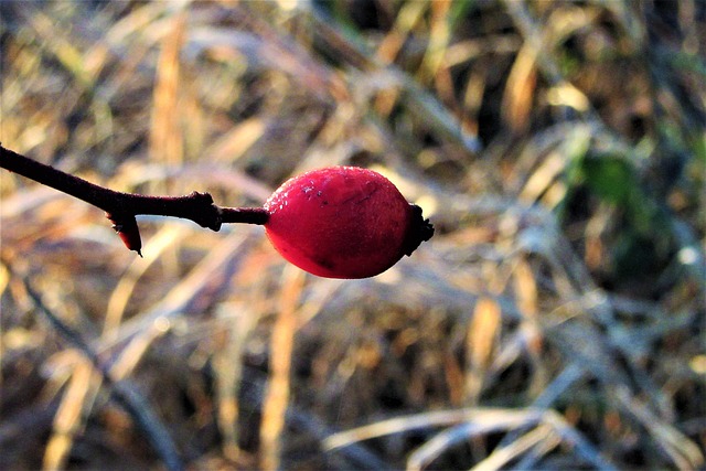 Baga Vermelho Galho - Foto gratuita no Pixabay - Pixabay