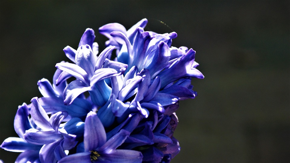 La Jacinthe D Bleu Lumière Du - Photo gratuite sur Pixabay