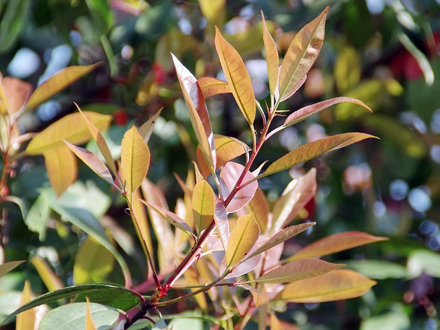 Photinia Rosacea Pink - Free photo on Pixabay - Pixabay