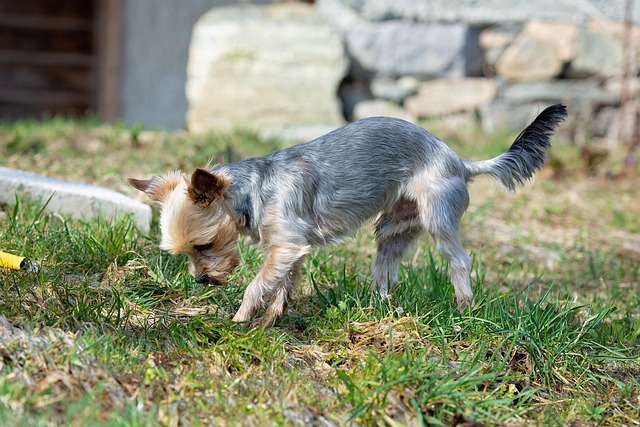 Anjing Air Bermain Di Luar - Foto gratis di Pixabay - Pixabay