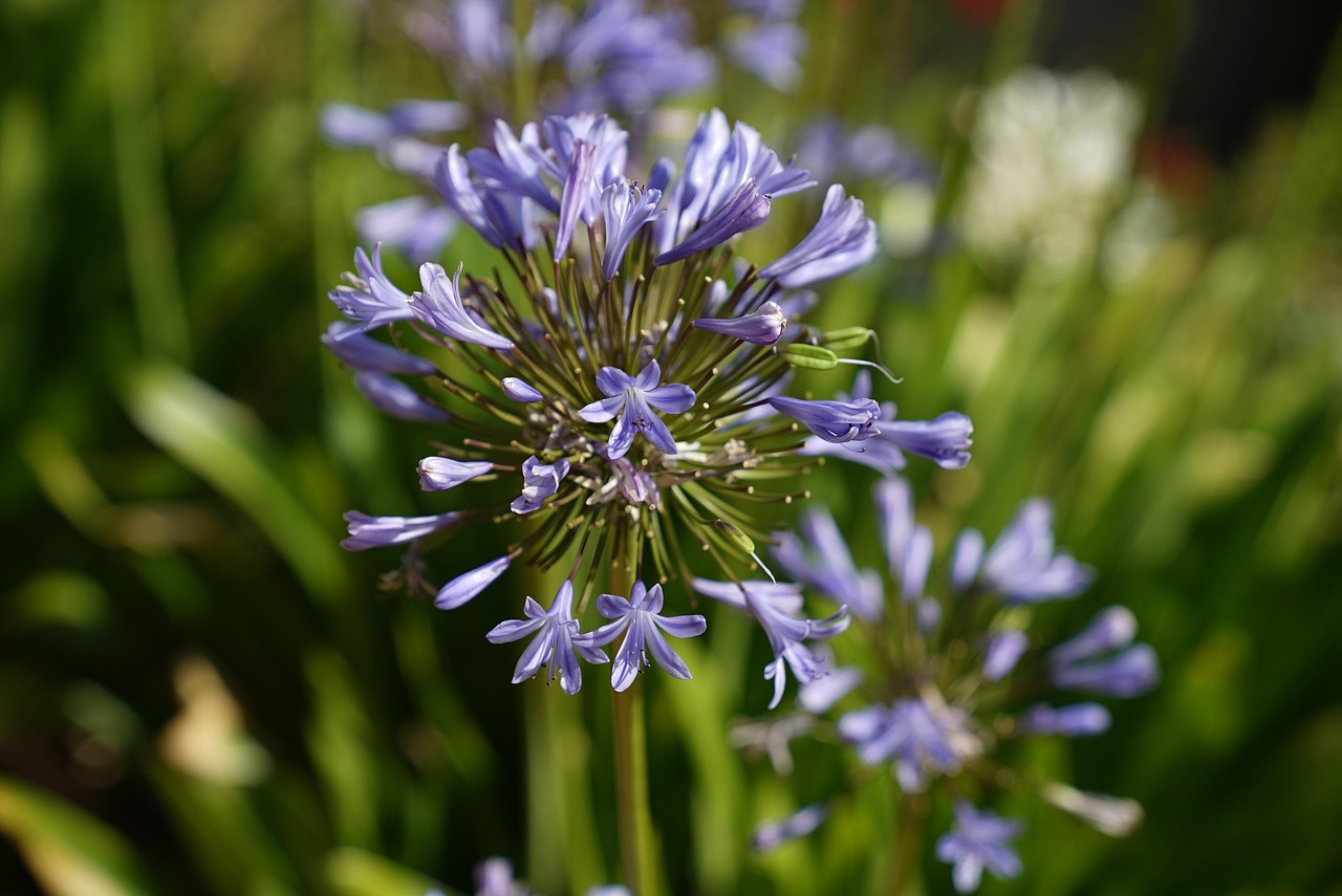 Plus de 200 000 photos gratuites de Lilly Plant et de Nature - Pixabay