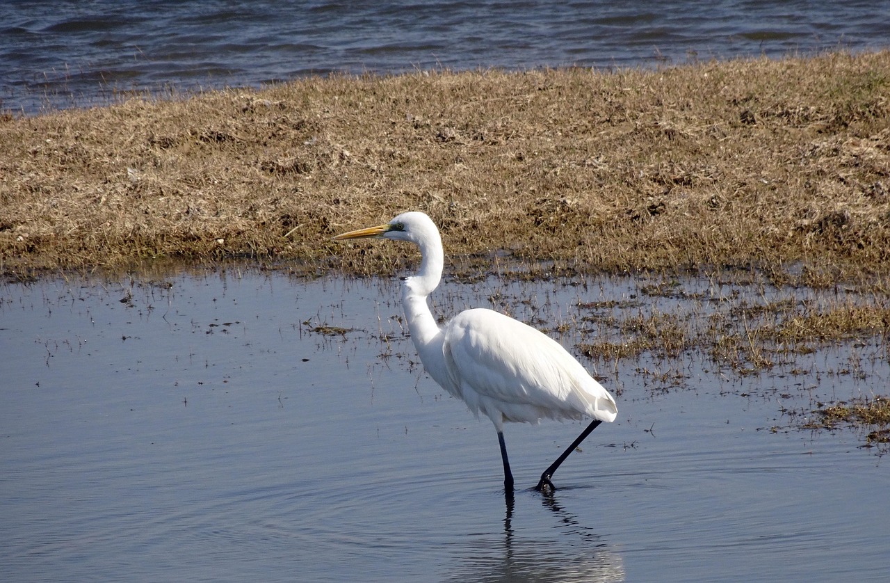 Egret Bird Great - Free photo on Pixabay - Pixabay