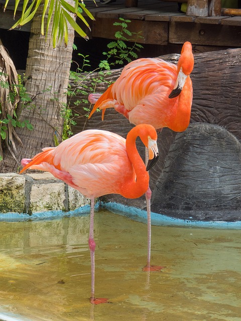 Flamant Rose Des Oiseaux - Photo gratuite sur Pixabay - Pixabay