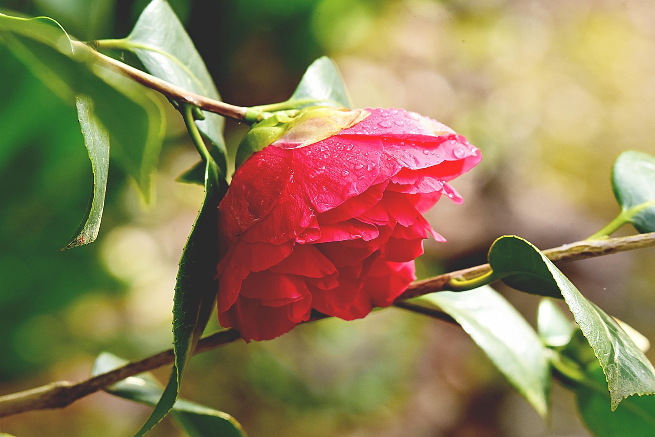 Plus de 800 images de Camelia et de Camélia - Pixabay