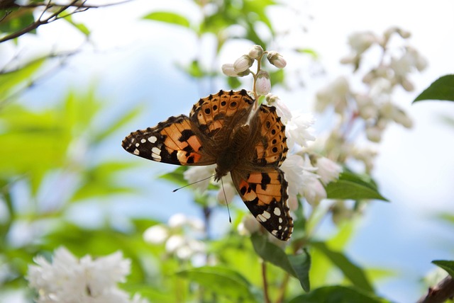 Papillon Fleurir Nature - Photo gratuite sur Pixabay - Pixabay