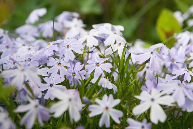60,000+ Free Violet Flower & Nature Images - Pixabay