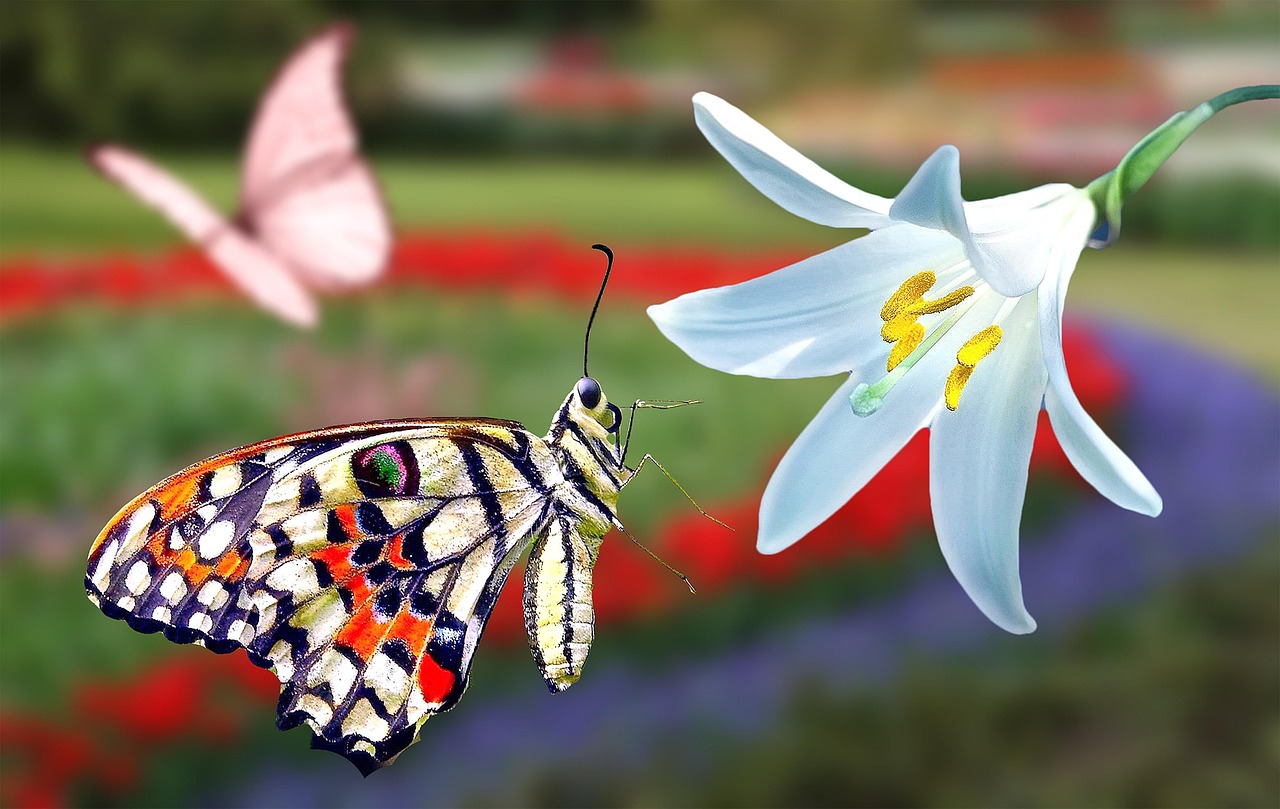 Fotos De Primavera Con Mariposas