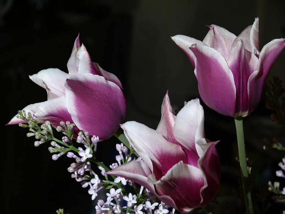 Strauß Tulpen Feder - Kostenloses Foto auf Pixabay