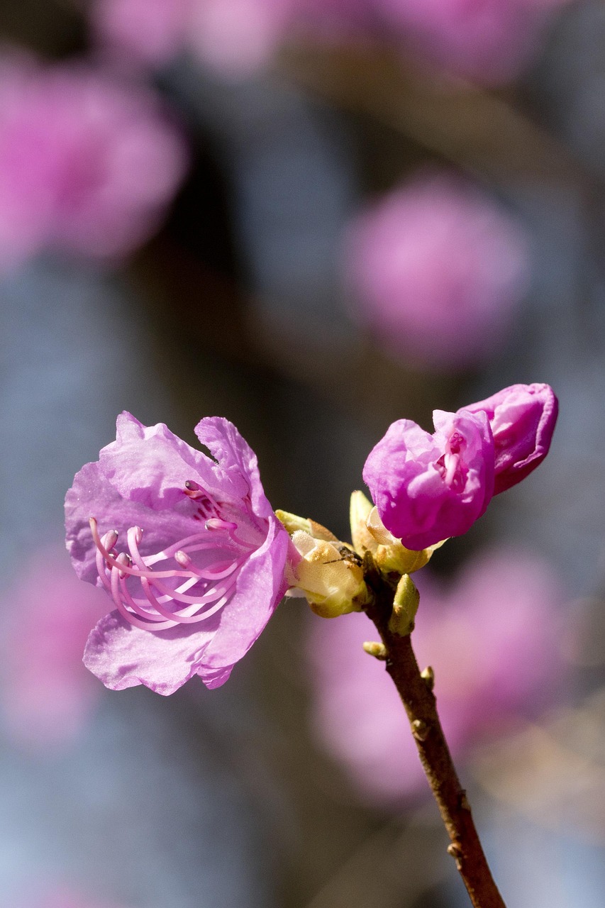 Azalea Musim Semi Bunga - Foto gratis di Pixabay - Pixabay