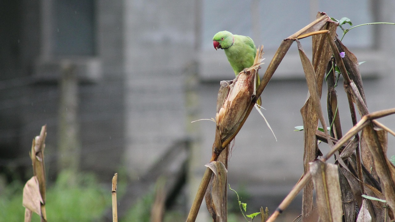 Perroquet Des Oiseaux - Photo gratuite sur Pixabay - Pixabay