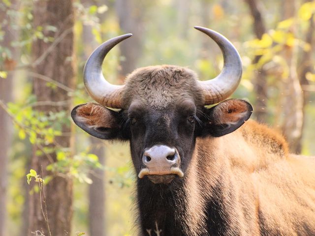 5+ Free Gaurs & Indian Gaur Images - Pixabay